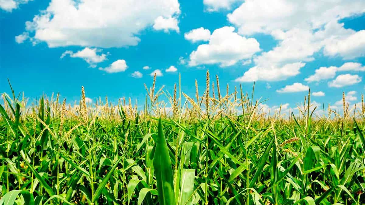 Biomass Energy Source Fact File Fun Kids The UK s Children s Biomass Energy Source Fact File Fun Kids The UK s Children s