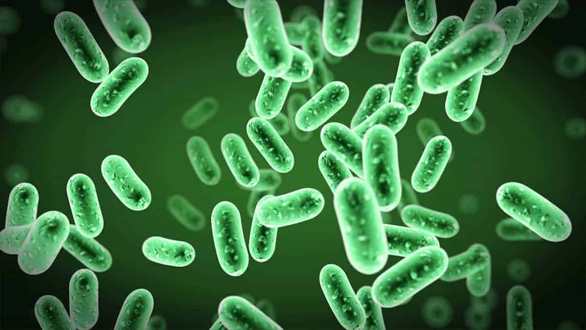 Bacteria! - Fun Kids - the UK's children's radio station