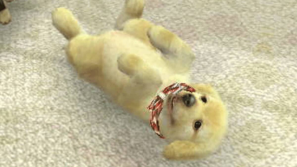 Warning… Cuteness Overload… introducing Nintendogs plus Cats furry ...