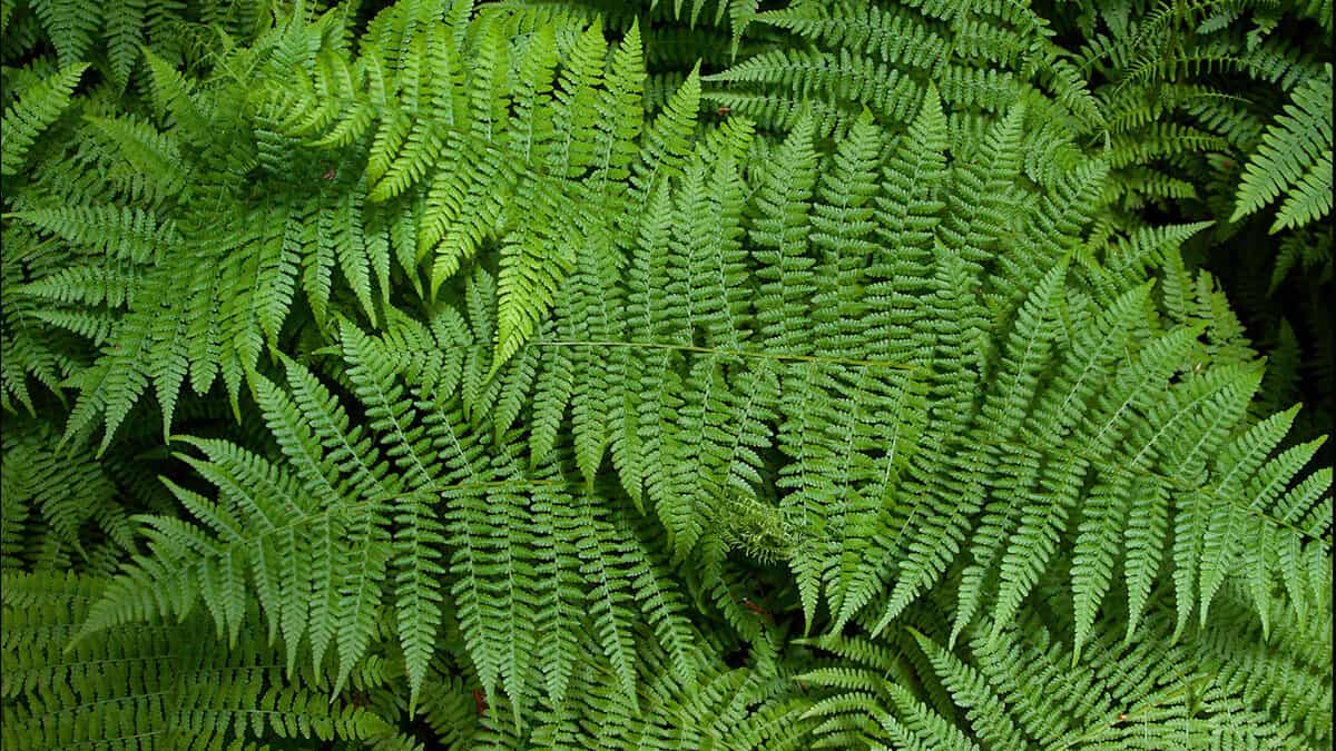 Cretaceous Plant Life! - Fun Kids - the UK's children's radio station