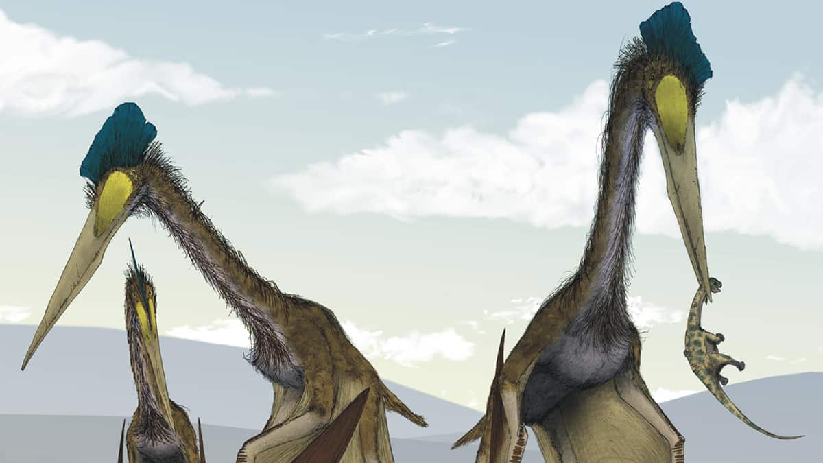 Flying Beasts! - Fun Kids - the UK's children's radio station