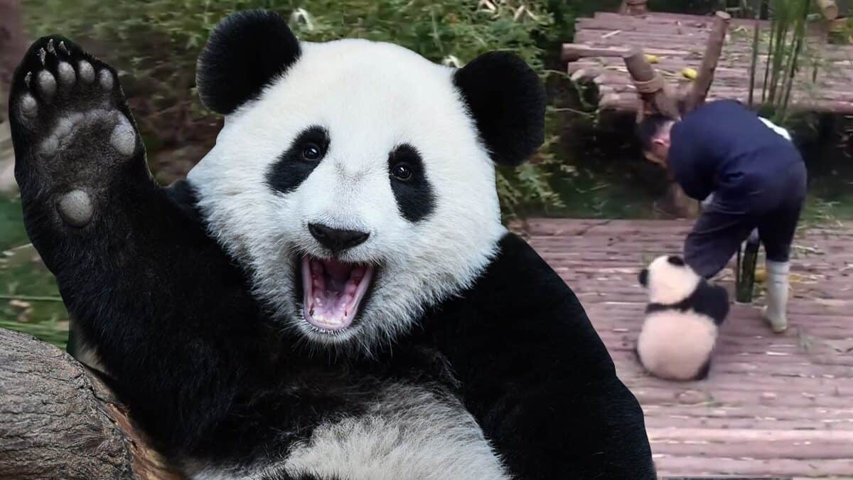 Watch cute panda cling on to keeper's leg as it wants to play! - Fun ...