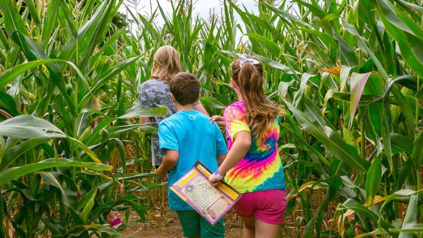 Get lost in one of the UK's biggest maize maze's at Millets Farm in ...