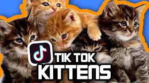 KITTENS of TIK TOK! - Fun Kids - the UK's children's radio station