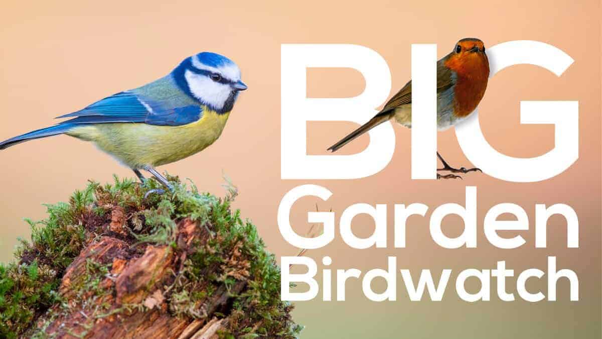 What is birdwatching and how can I participate in RSBP's Big Garden ...