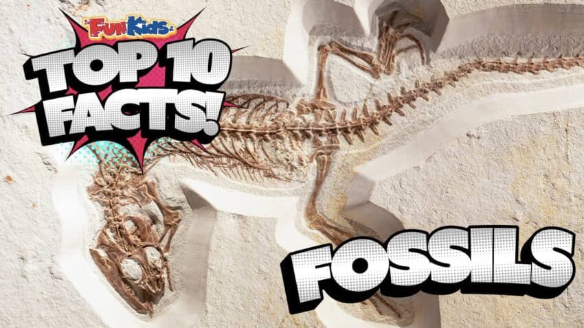 Top 10 Facts About Fossils! - Fun Kids - the UK's children's radio station