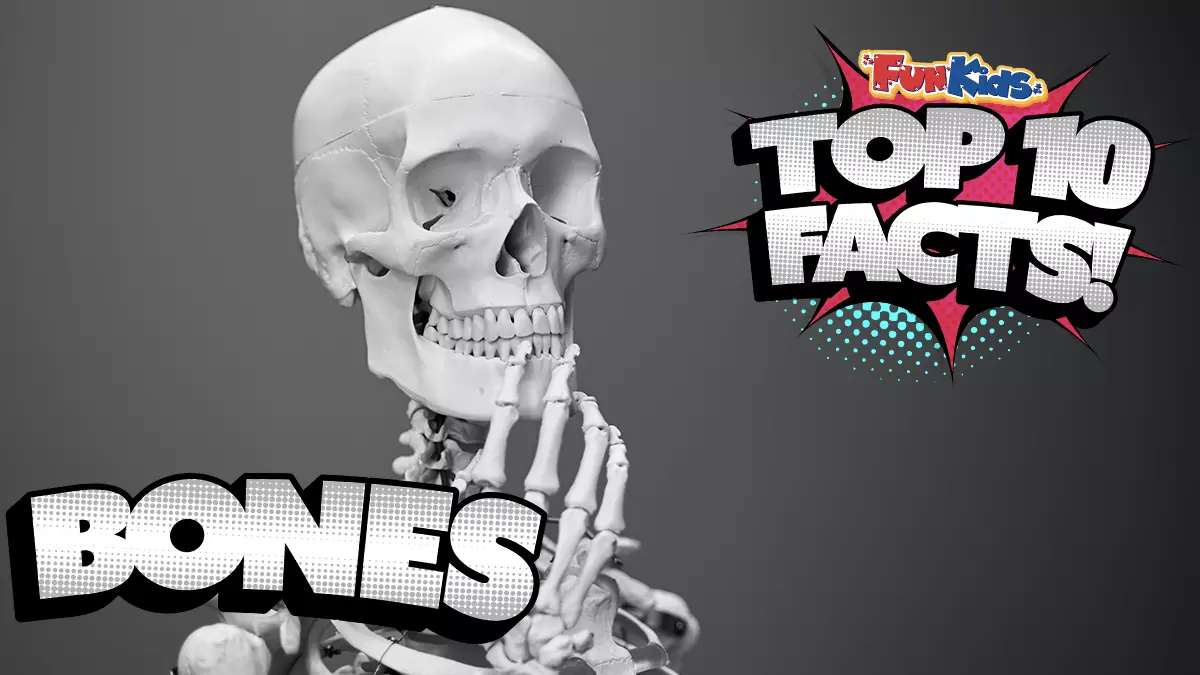 Top 10 Facts About Bones! - Fun Kids - the UK's children's radio station