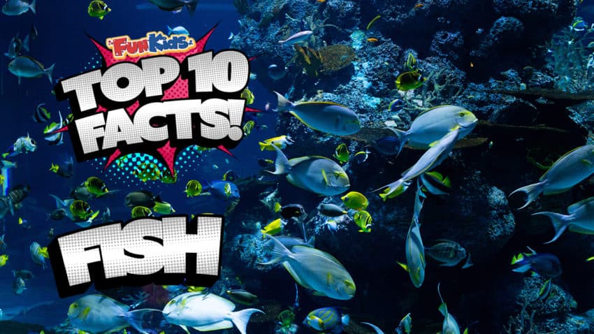 Top 10 Facts About Fish! - Fun Kids - the UK's children's radio station
