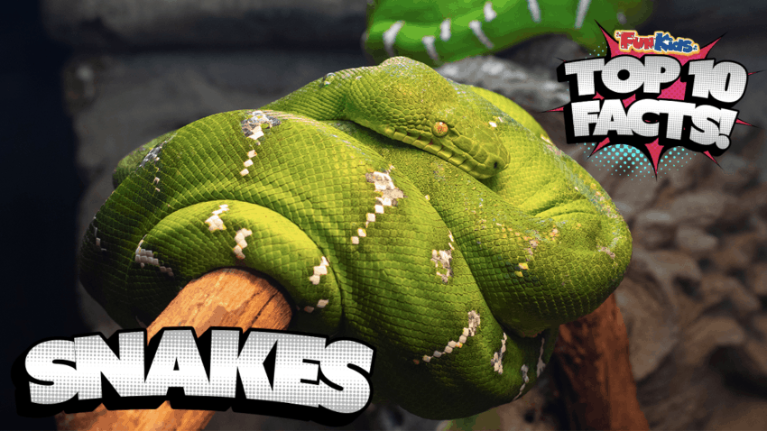 Top 10 Facts About Snakes - Fun Kids - the UK's children's radio station