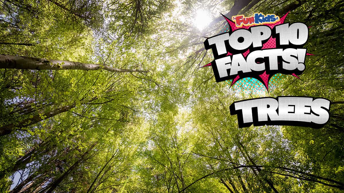 Top 10 Facts About Trees! - Fun Kids - the UK's children's radio station