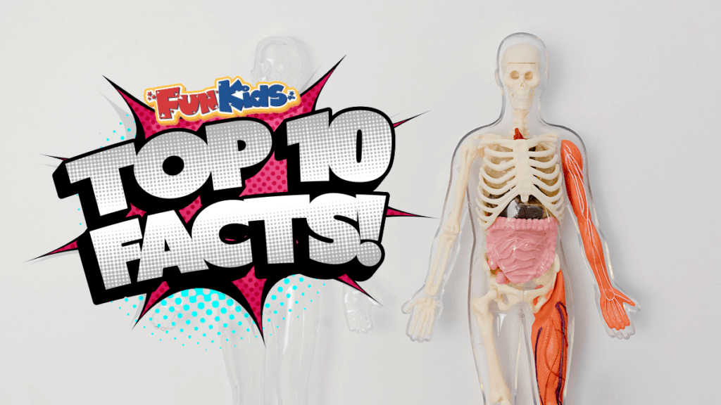 Top 10 Facts About Organs! - Fun Kids - the UK's children's radio station