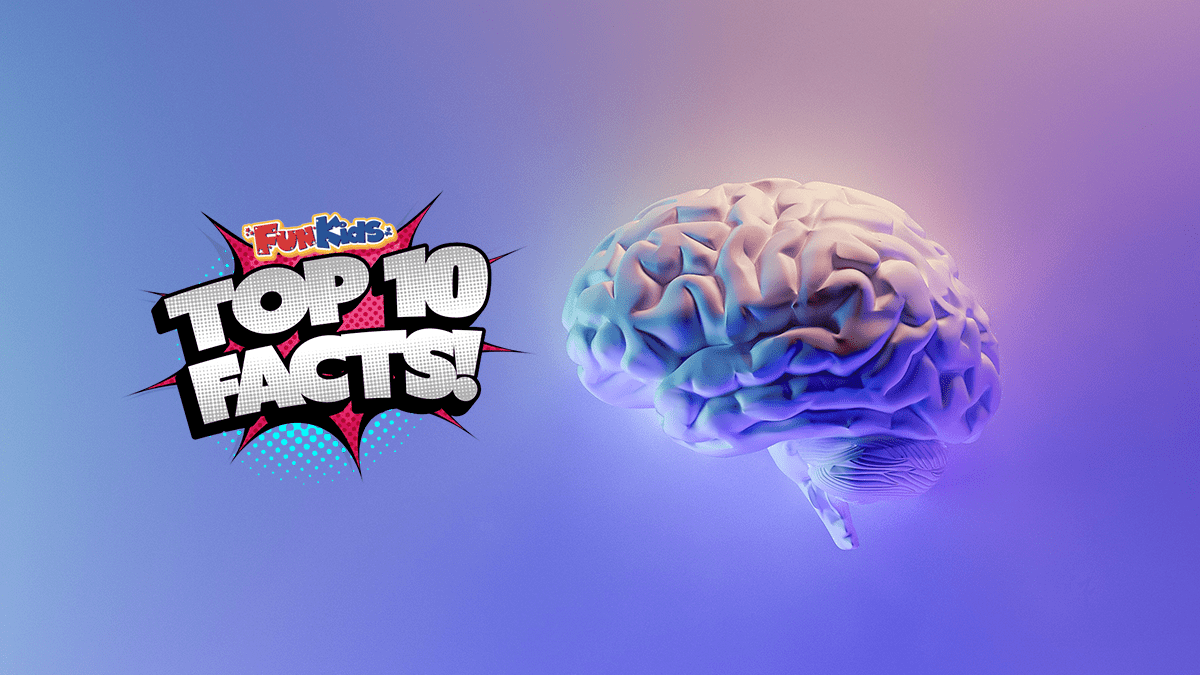 Top 10 Facts About Brains! - Fun Kids - the UK's children's radio station