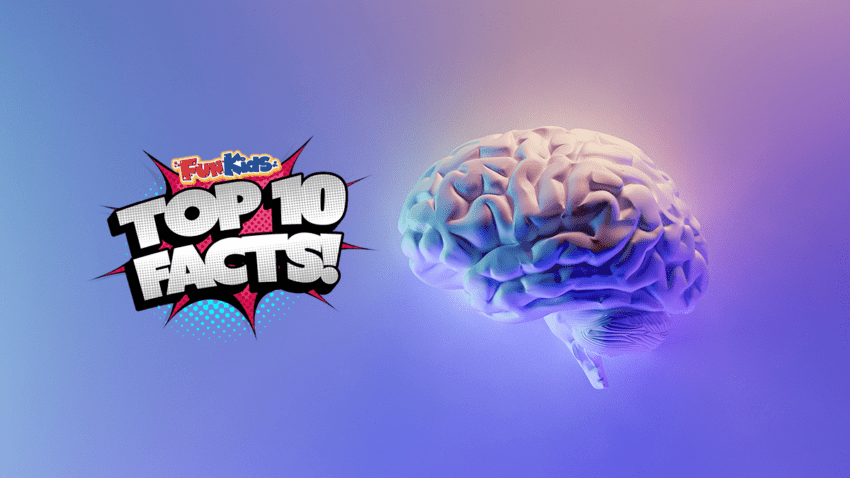 Top 10 Facts about brains! - Fun Kids - the UK's children's radio station