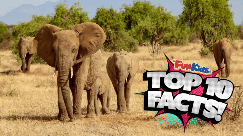 Top 10 Facts about Kenya! - Fun Kids - the UK's children's radio station