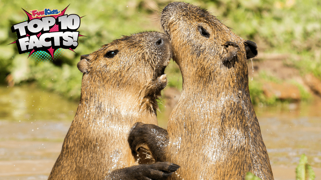 Top 10 Facts About Beavers! - Fun Kids - the UK's children's radio station