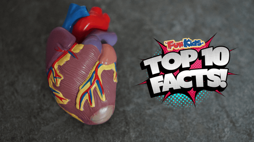 Top 10 Facts about the Heart! - Fun Kids - the UK's children's radio ...
