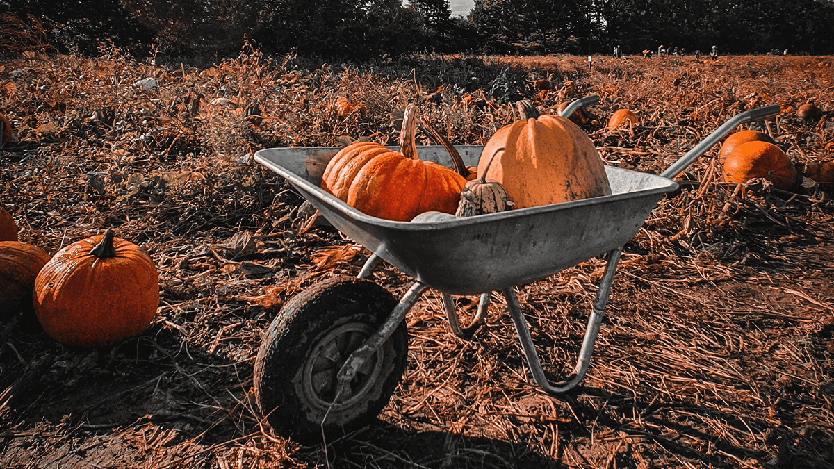 Pumpkin Picking: Tips and Picks - Fun Kids - the UK's children's radio ...