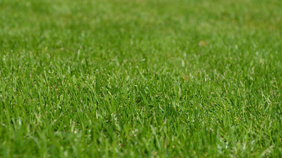 Hamilton Gault Park - Fun Kids - the UK's children's radio station