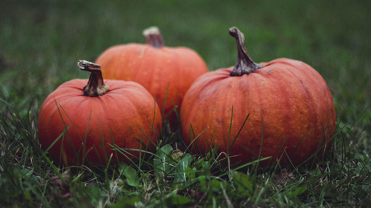 Yorkshire Pumpkins - Fun Kids - the UK's children's radio station