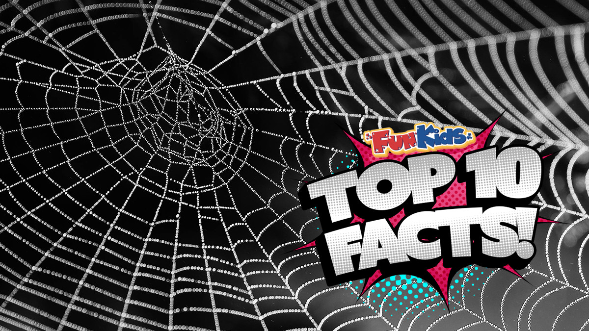 Top 10 Facts About Spiders! - Fun Kids - the UK's children's radio station