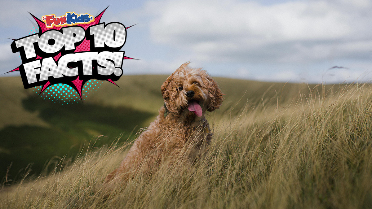 Cockapoo Section - Fun Kids - the UK's children's radio station