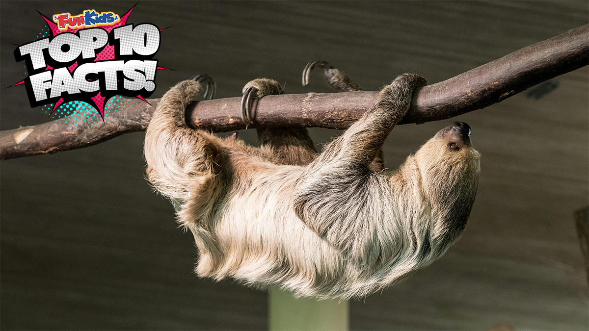 Top 10 Facts About Sloths! - Fun Kids - the UK's children's radio station