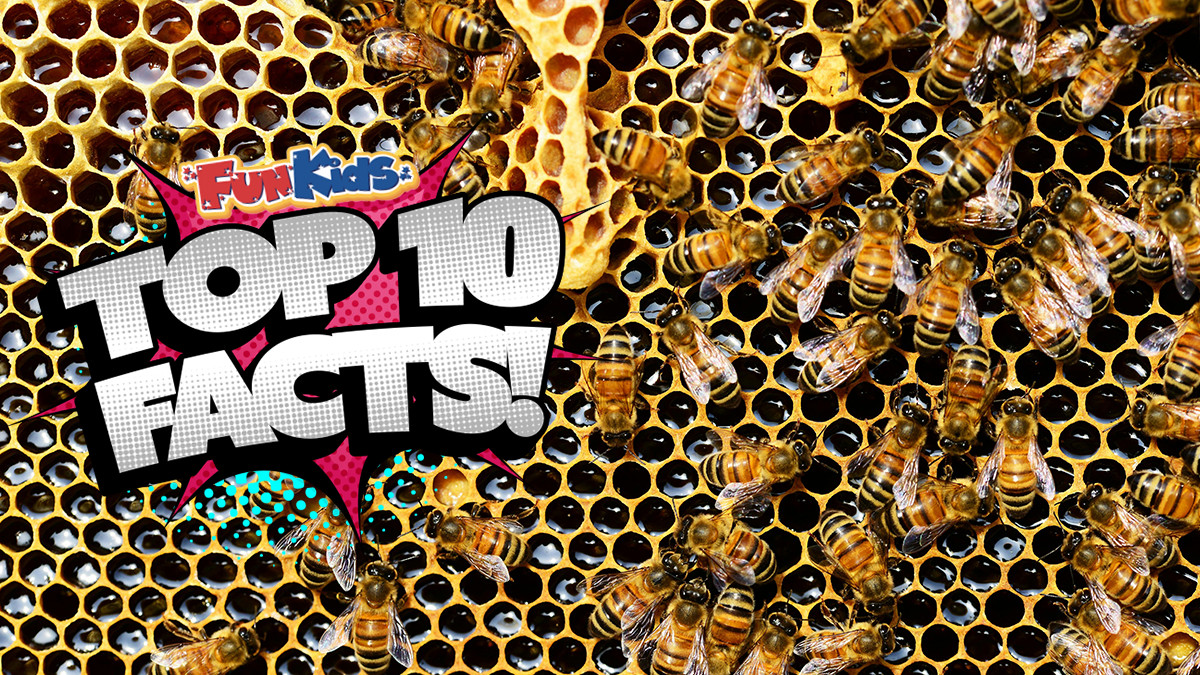 Top 10 Facts About Bees! - Fun Kids - the UK's children's radio station