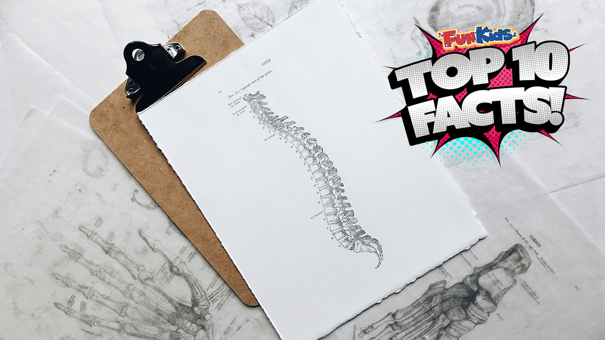 Top 10 Facts About the Human Spine! - Fun Kids - the UK's children's ...