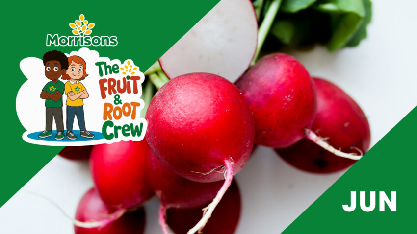 Everything you need to know about… Radishes - Fun Kids - the UK's ...